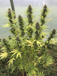 Tutto sulla pianta di Canapa - Dolomiti BioHemp