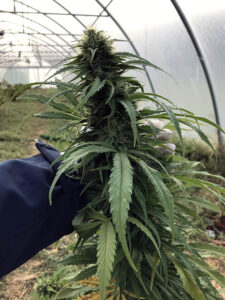 Tutto sulla pianta di Canapa - Dolomiti BioHemp