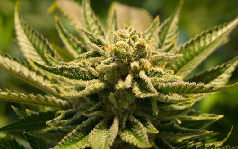 Canapa indiana: usi e caratteristiche - Dolomiti BioHemp